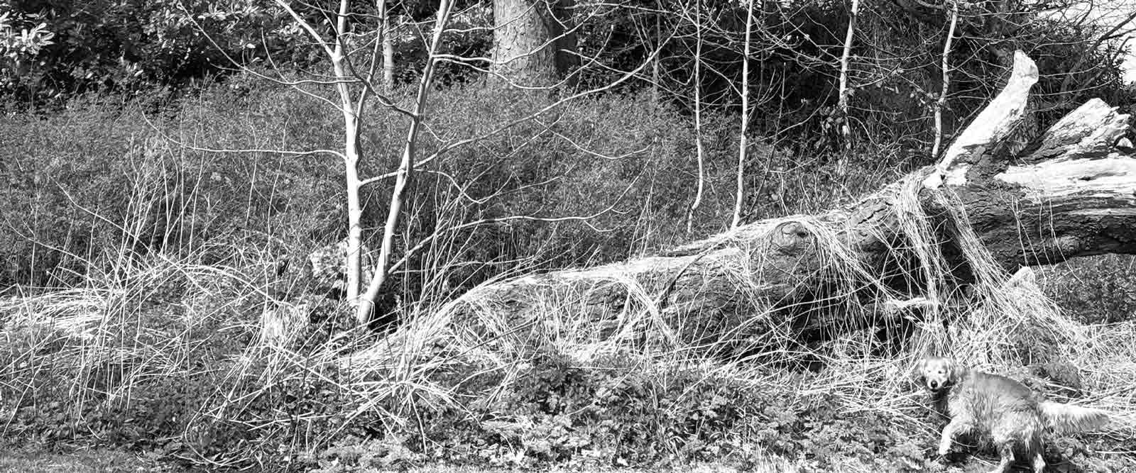 Images - A Poplar Tree Company Tree Surgery Landscape Gardening